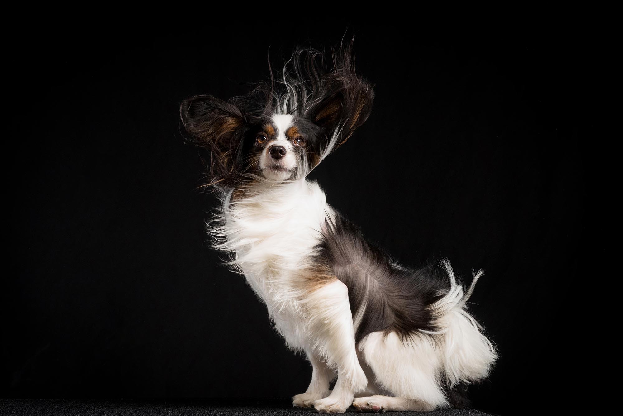 Windy Paws: Chicago - Dog Photography Studio | Pet Photographer