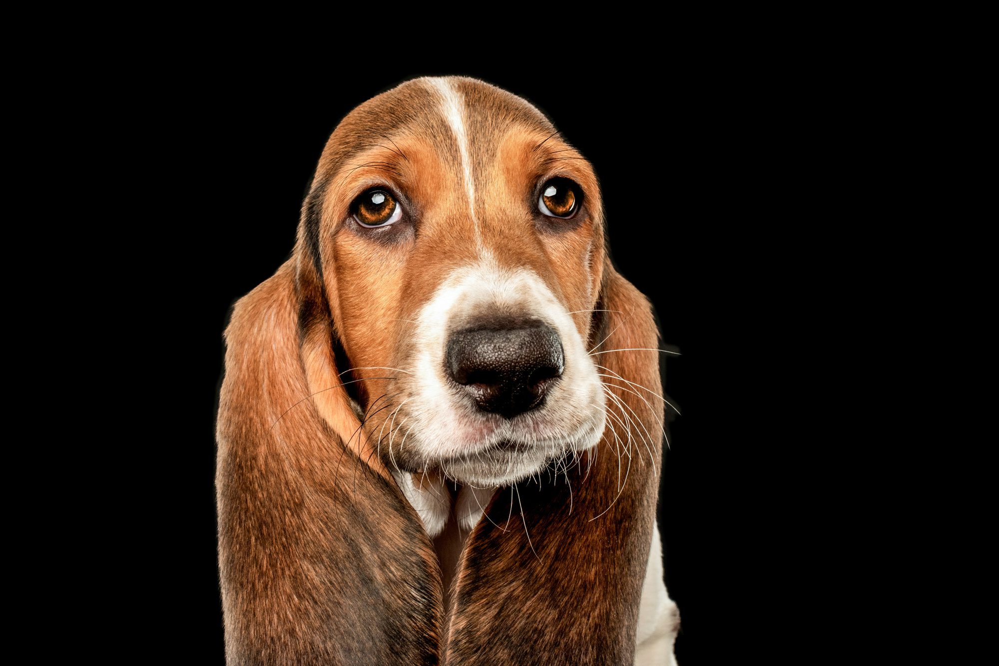 What Is Animal Communication — and Why More Pet Owners Are Exploring It ...